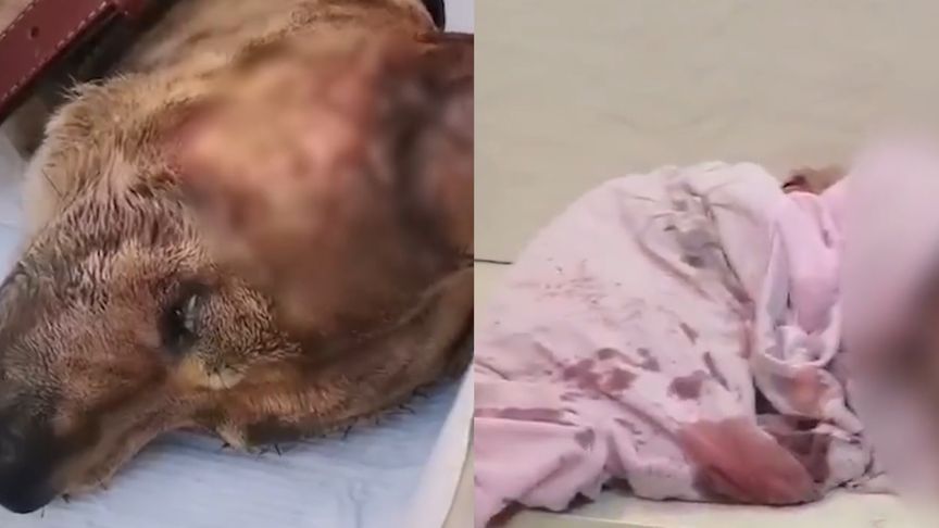 四川广元一男子酒后入室挥刀砍死狗 狗主人:男子已被警方拘留