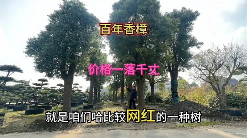 百年香樟树,价格一落千丈,花农苦不堪言