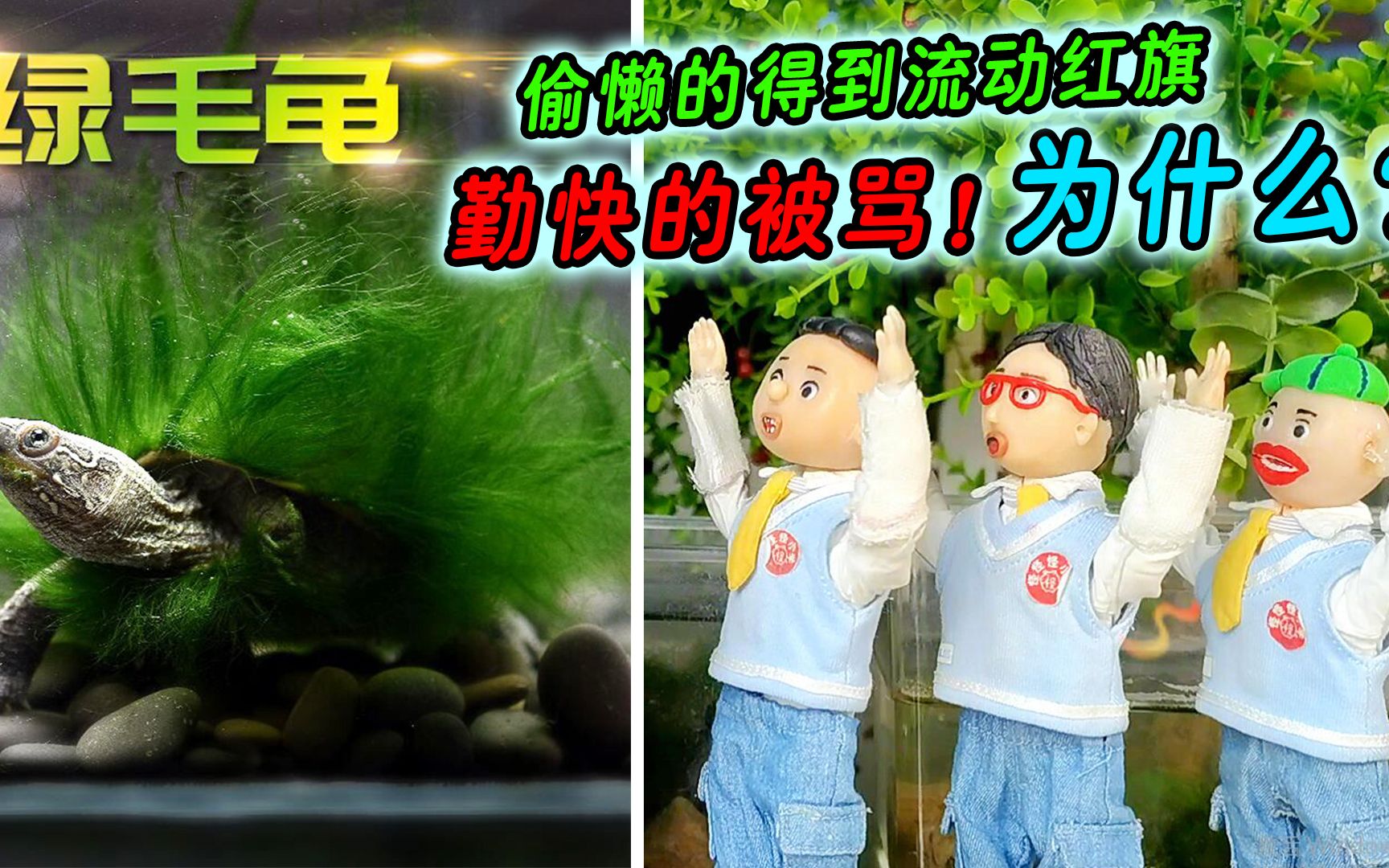 比赛养绿毛龟,勤快的班级被骂,偷懒的班级得到表扬为什么?