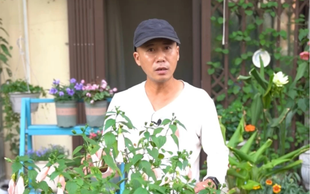 木本植物的爆花秘密,根系养好养枝条,枝条越粗花量越大