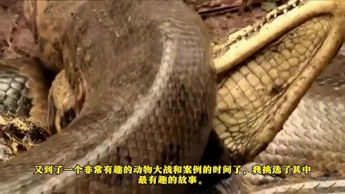 网友晒出这样一段罕见视频最大巨蟒