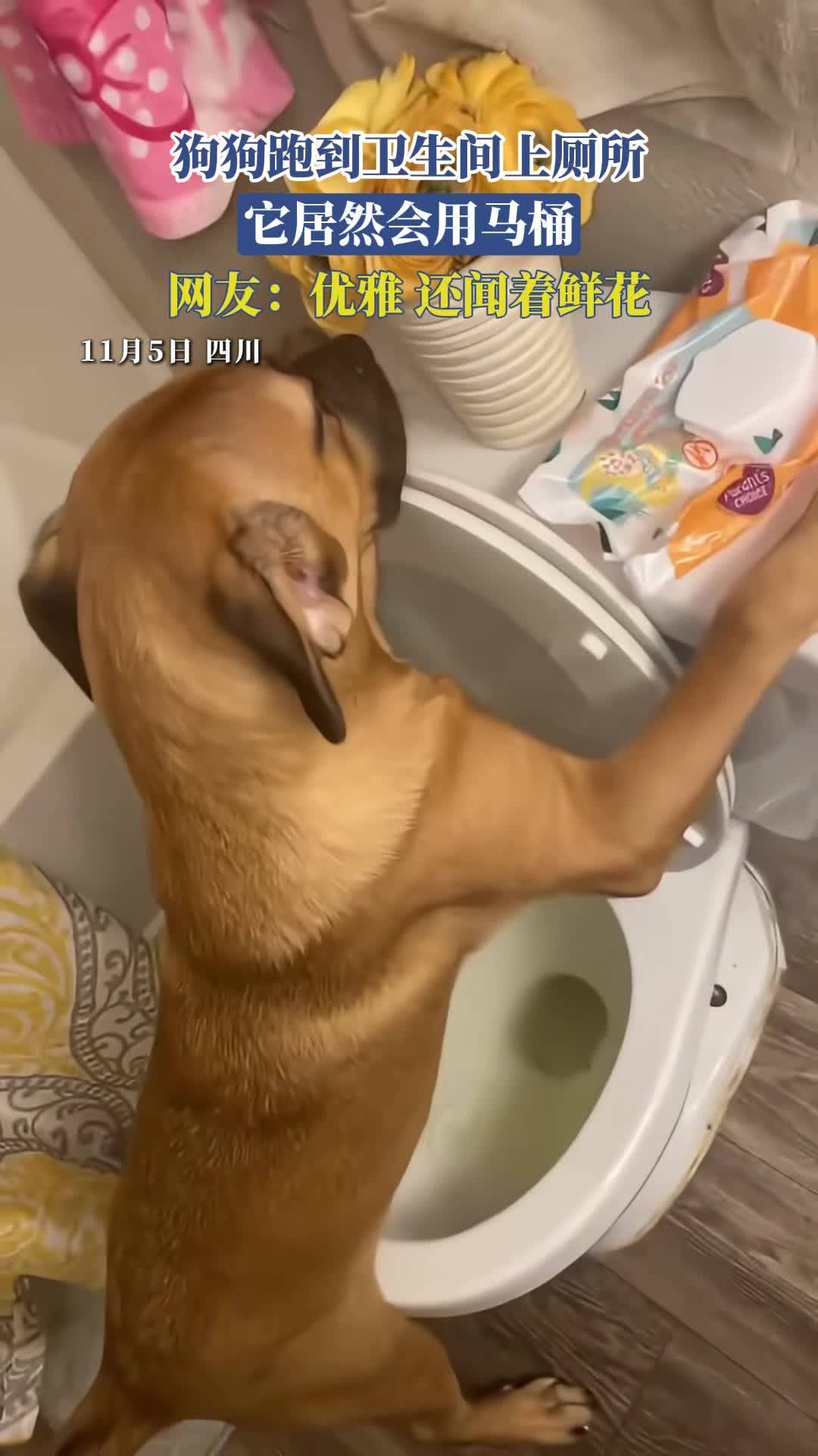 狗狗跑到卫生间上厕所,它居然会用马桶,网友:优雅,还闻着鲜花
