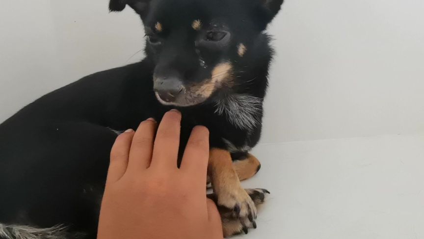 狗狗福星得了狗瘟,穷游小伙带爱犬去宠物医院,看看一天花费多少