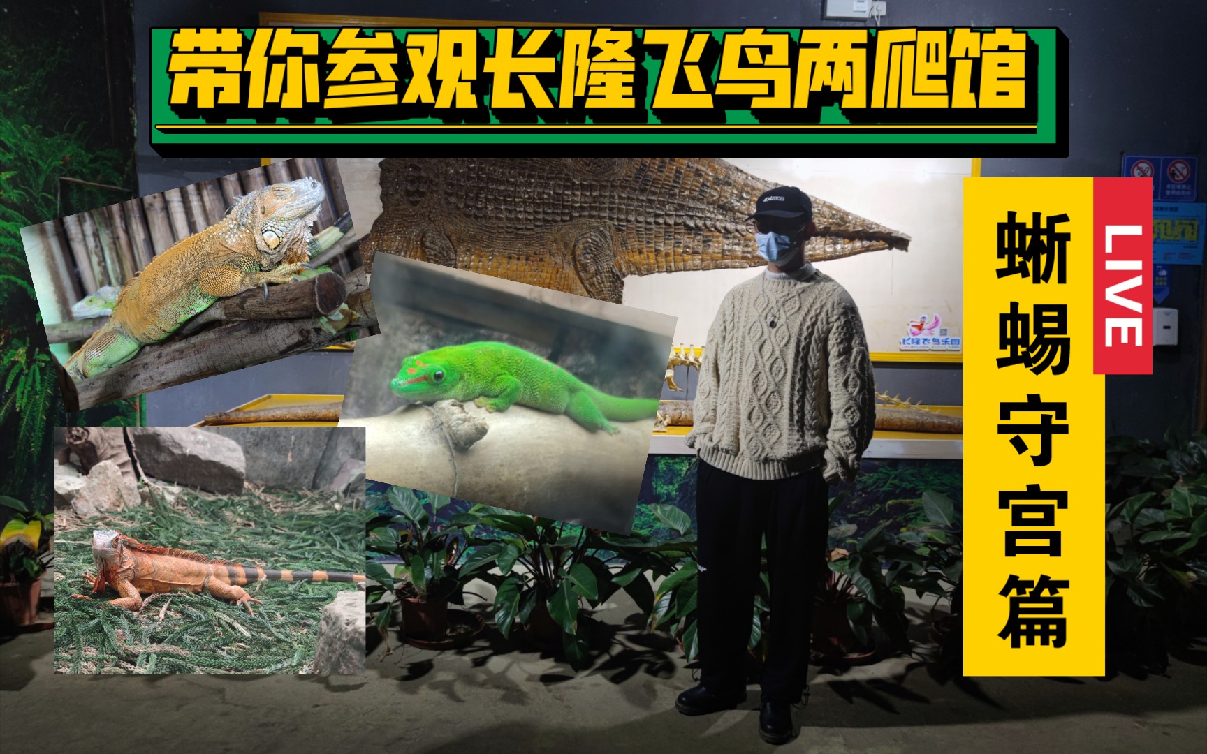 带你参观长隆飞鸟两栖爬行类动物(中)-蜥蜴守宫篇