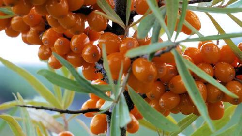 一杯沙棘原浆,关节呼吸都舒畅!十大神奇功效揭秘