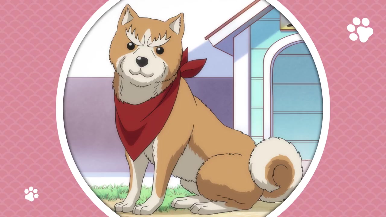 2020年1月番,漫改TV动画《织田肉桂信长》正式PV公布。1582年,於...