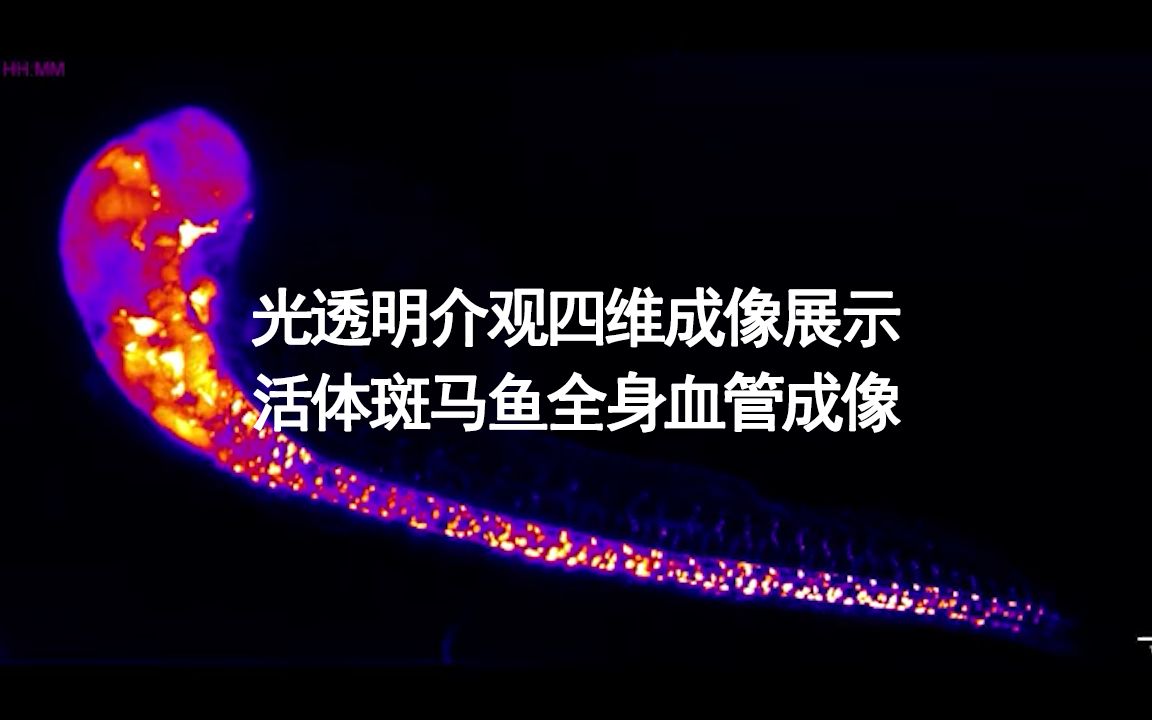 光透明介观四维成像展示——活体斑马鱼血管分布及生长过程