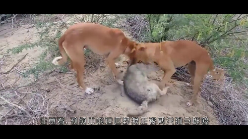 狼和狗的差距有多大?2只狗群殴孤狼,狼被活活咬死!
