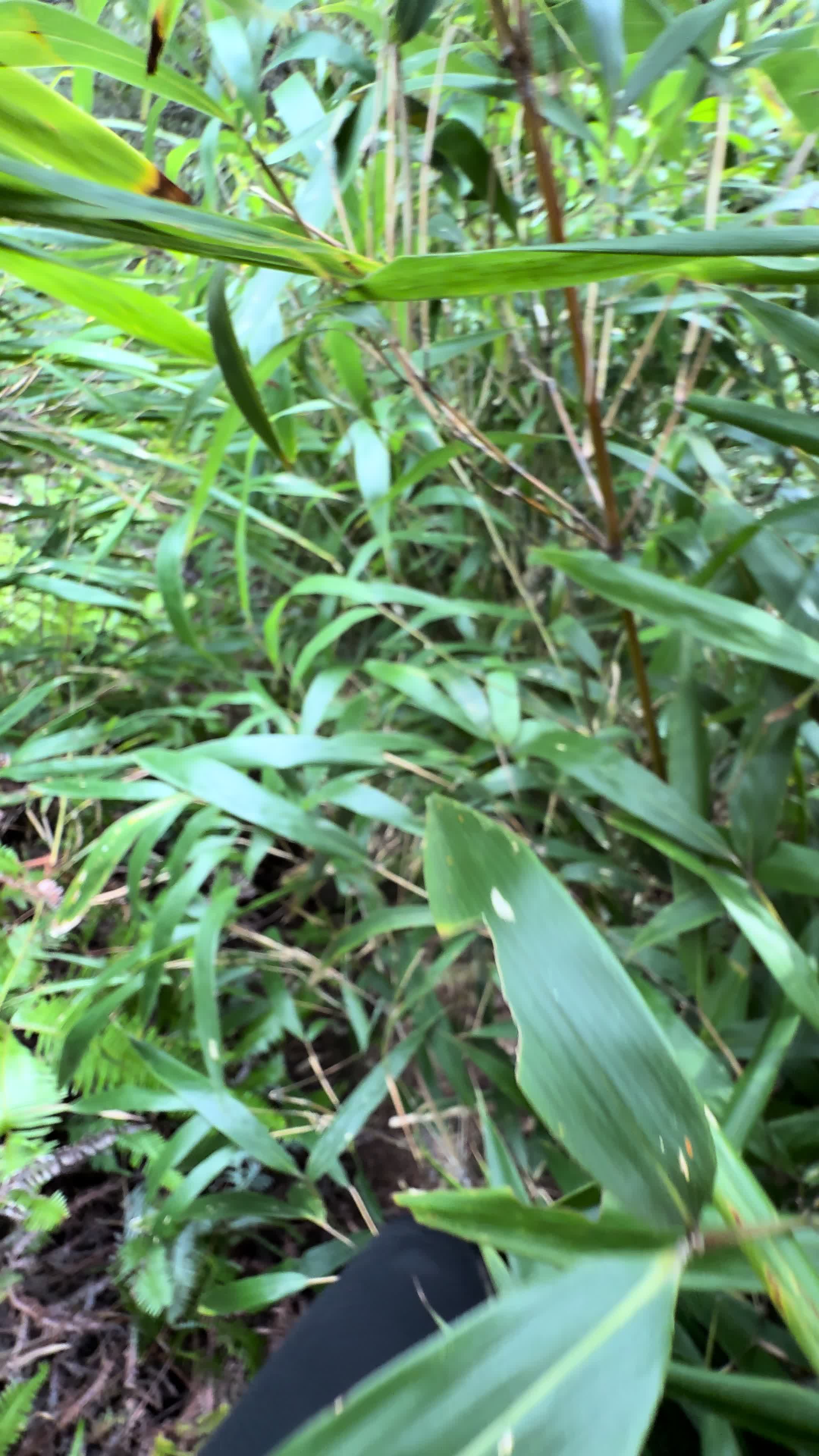 哪个叼毛上传的两步路轨迹,害我原版原漆都刮花了。#爬山 #古崖山尾 ...