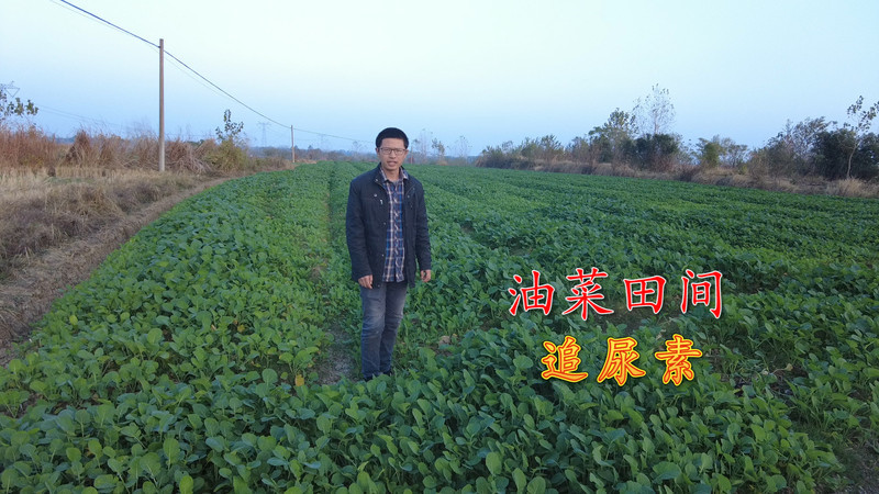赶紧在下雨之前,就要来油菜田间,追撒尿素