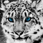 疯狂的亚坤同学 