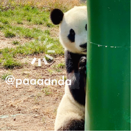 paaaanda_weibo 