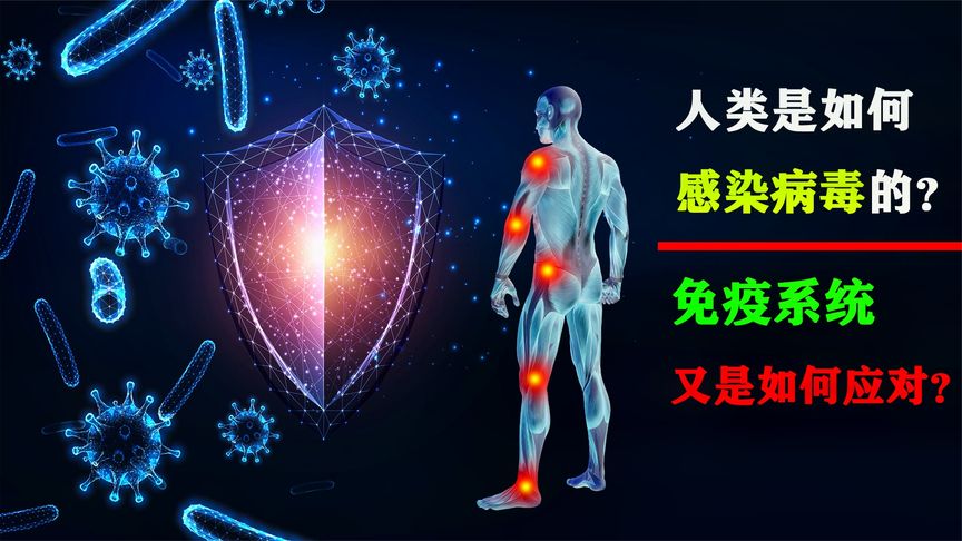我们为什么就被感染病毒?感染后免疫系统又是如何对抗的?