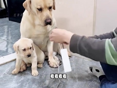 " 最护崽的狗狗 动作表情和人一模一样 "