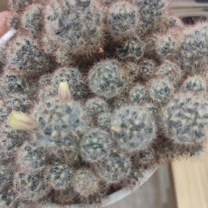 有趣的天蝎座姐姐 