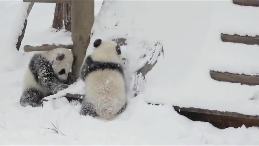 萌爆了,熊猫宝宝在雪地里打滚,好像一颗颗汤圆在翻滚