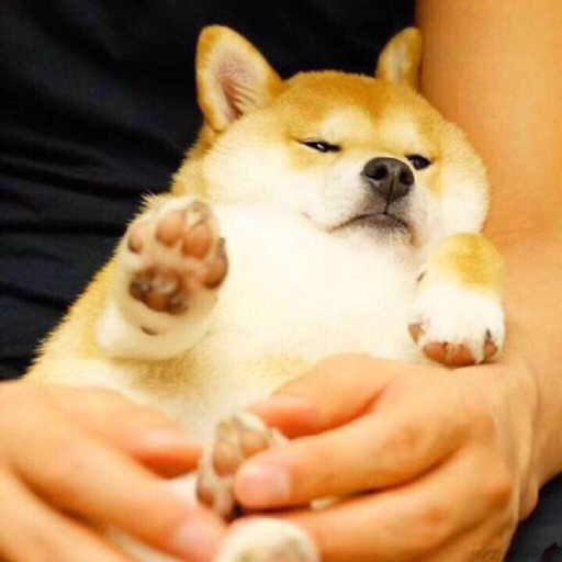 鸭鸭不吃苦 