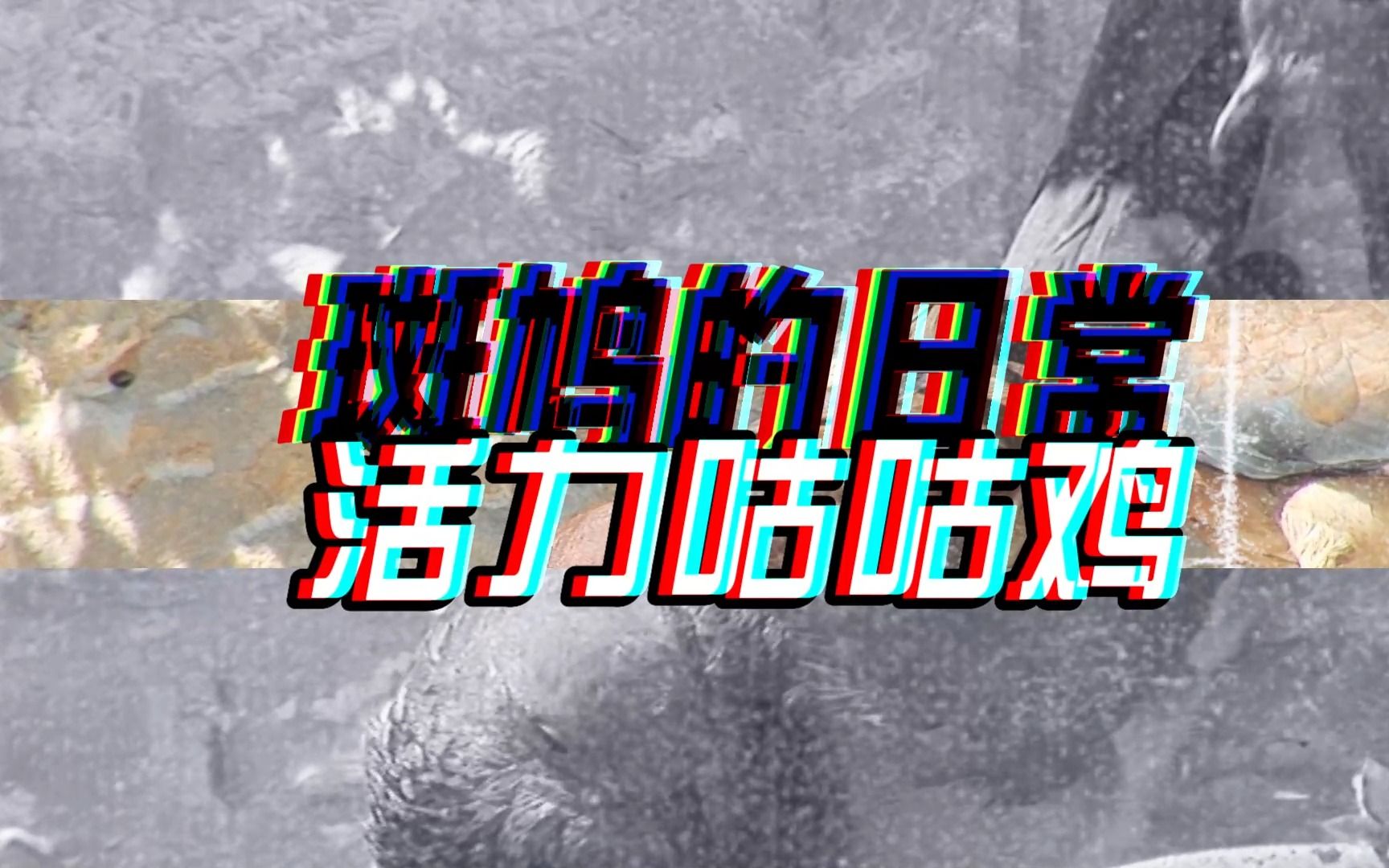 斑鸠的日常 活力咕咕鸡