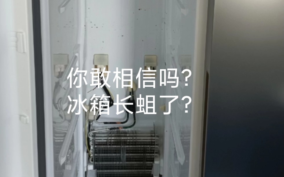 冰箱断电长蛆了?你见过吗?外出时关电总闸时,请注意冰箱的电千万...