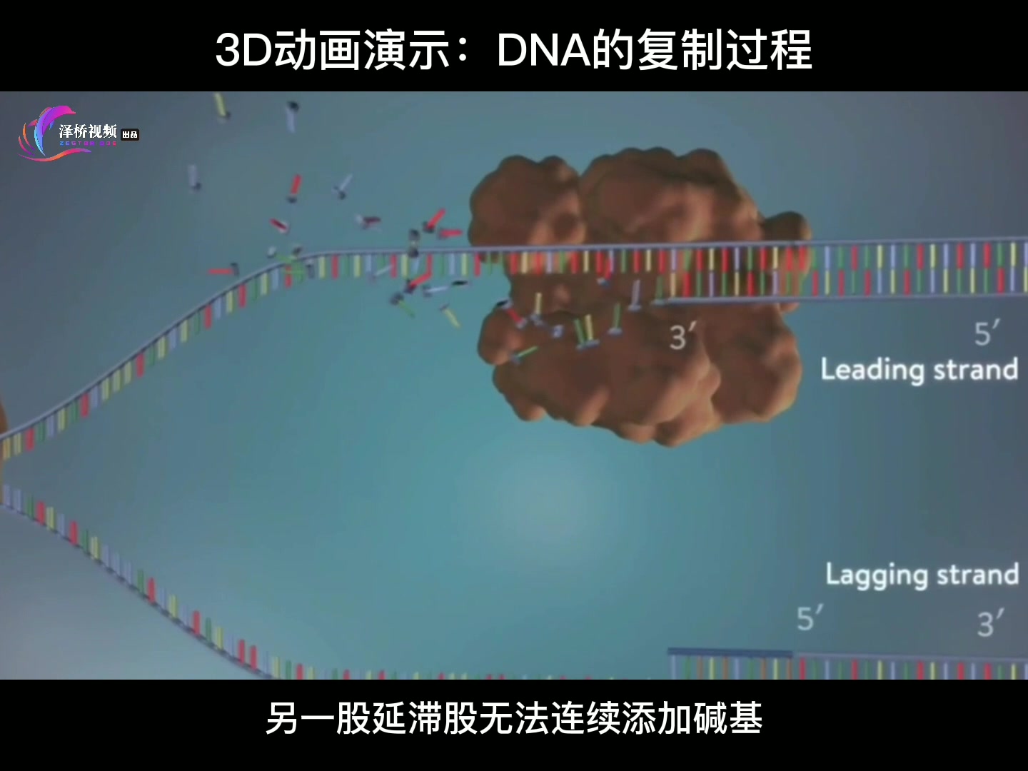 3D动画演示:DNA的复制过程
