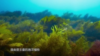 给孩子看的海洋科普课 第4集 海底的植物,海底森林如何进行光合作用
