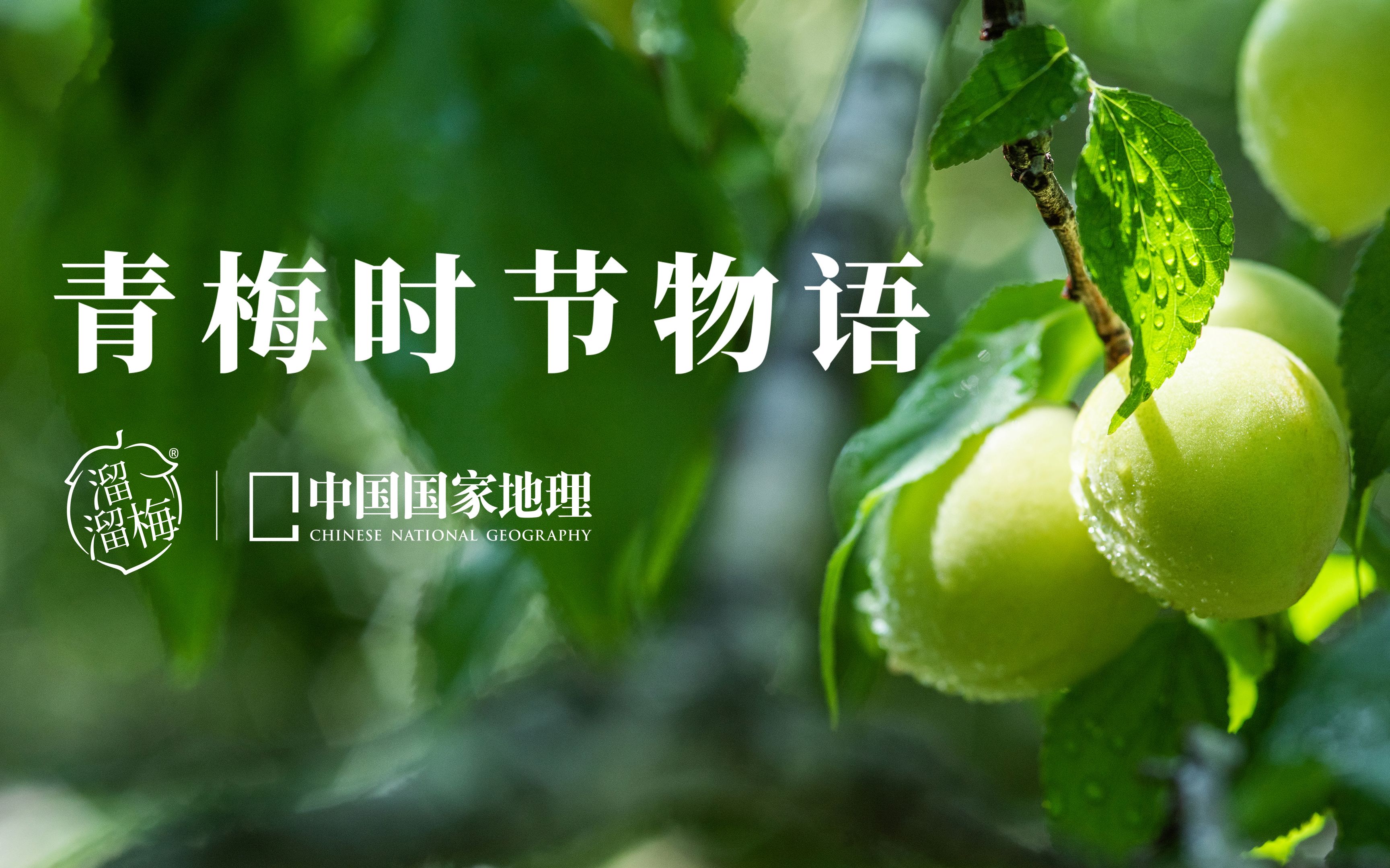 六月到 吃青梅了么?