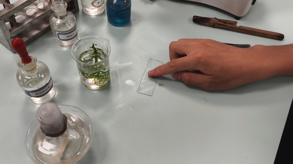 B组|还原性糖鉴定,观测黑藻细胞叶绿体|2024生物合格实验操作考