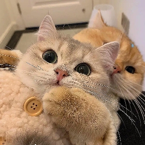 恬静一MiuMiu 