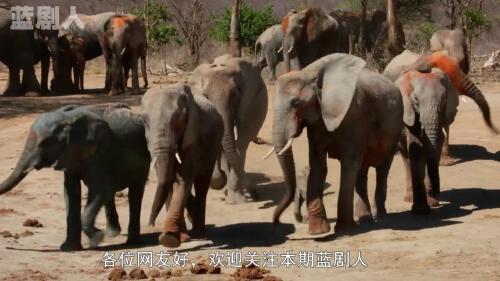 泰国公路上突然出现一只大象,要不是镜头拍下,你都不知发生了什么