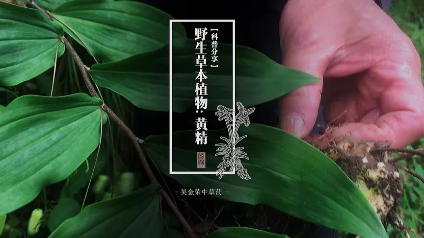 野生草本植物:黄精,常用中药材。可补气养阴,益肾等,你认识吗