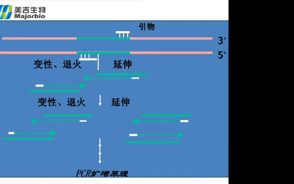 PCR引物设计:从扩增原理到个性化引物设计