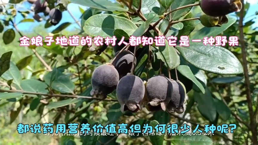 你见过这种野果吗,你们那又叫它什么名字?因营养价值高才被记住
