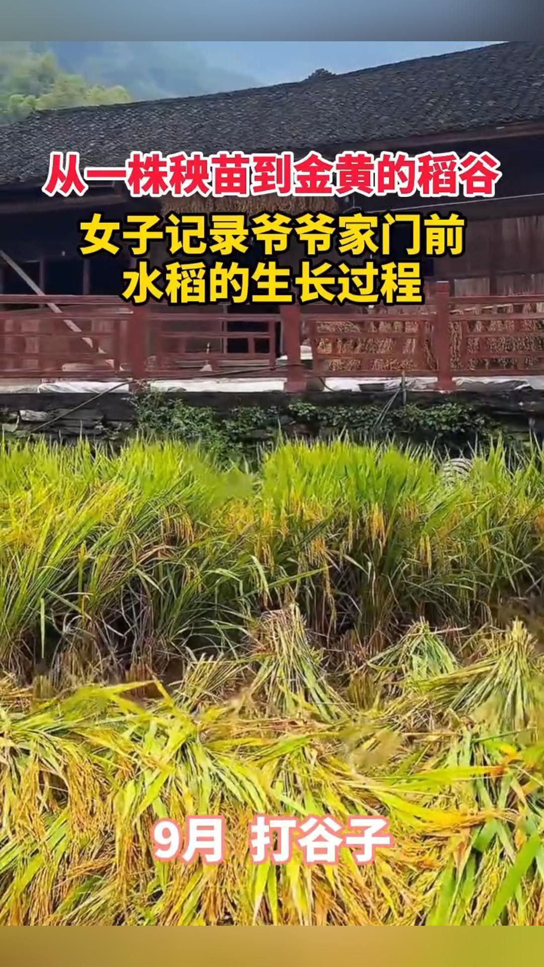 五个月时间,记录水稻从种植到成熟的过程