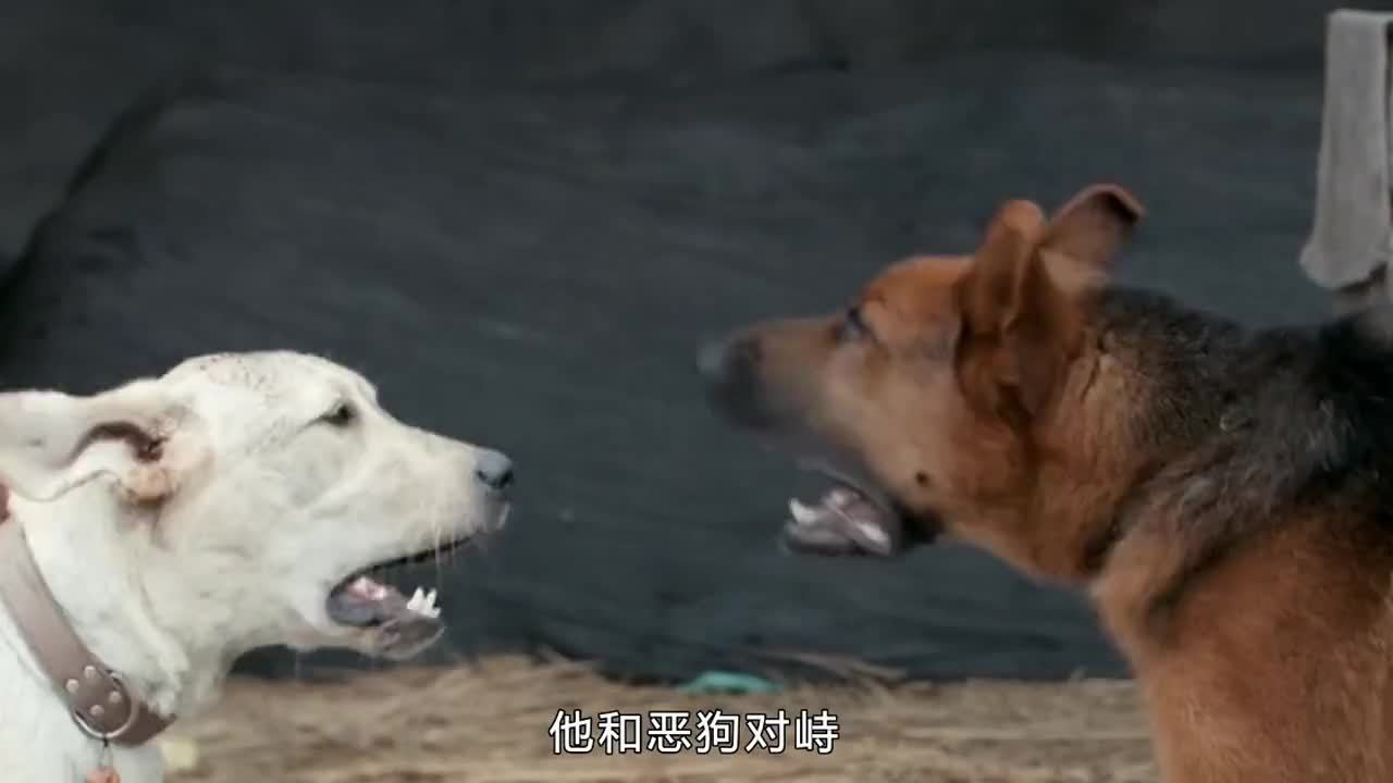 搜救犬成为流浪狗,只为找到曾经的主人 温情