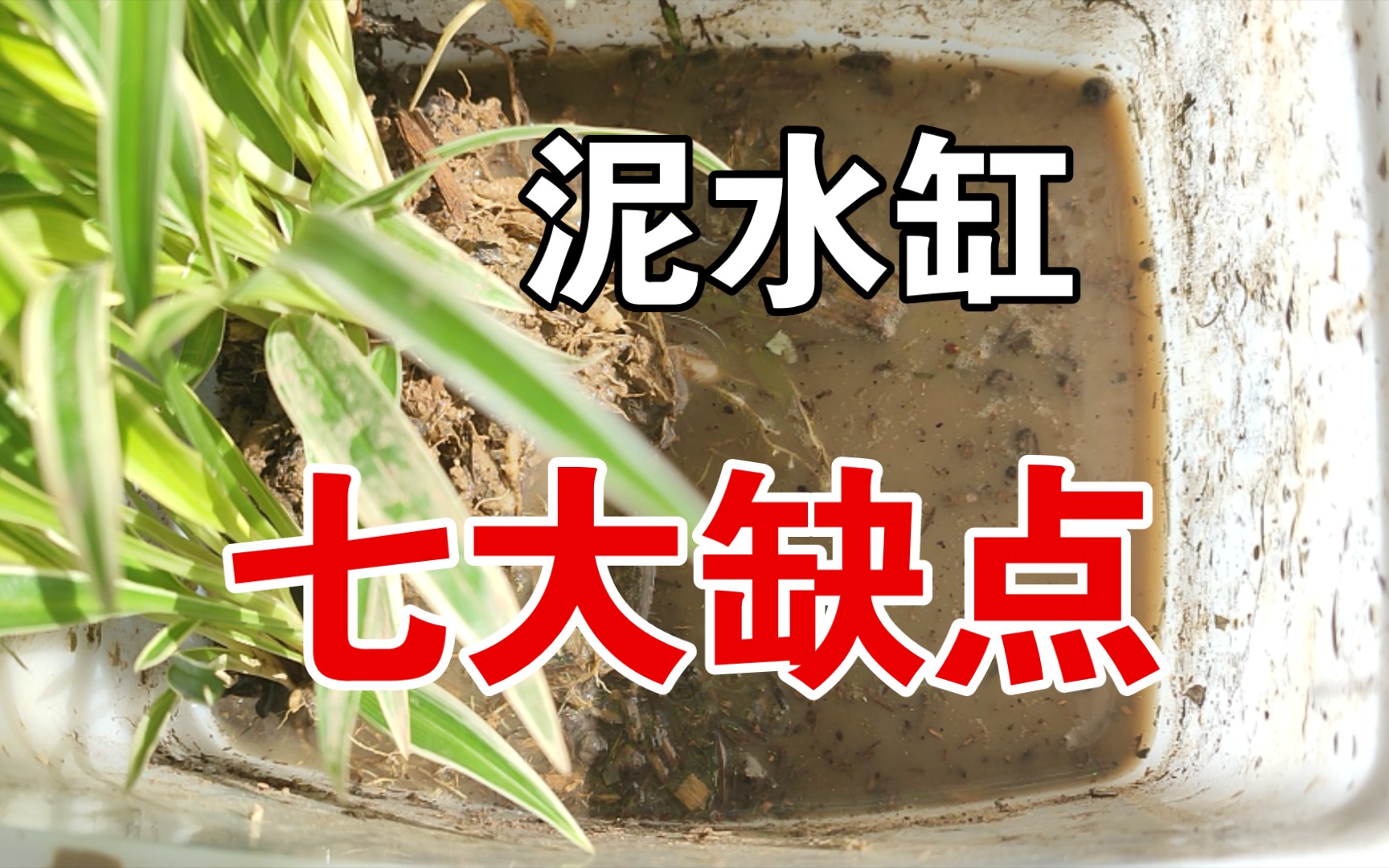 ...优于泥水养龟的七个原因。不推荐新手使用泥水缸养龟的原因,养龟...