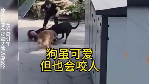 狗咬人的揪心场面