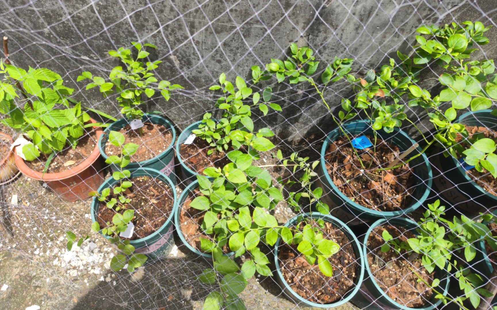 蓝莓牙签苗8个月生长记录