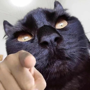 只因秃秃 
