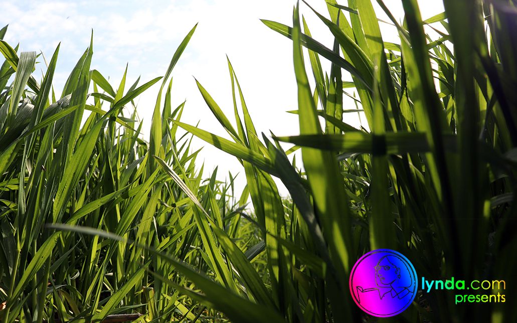 [lynda.com]Photoshop CS6一对一:基础知识