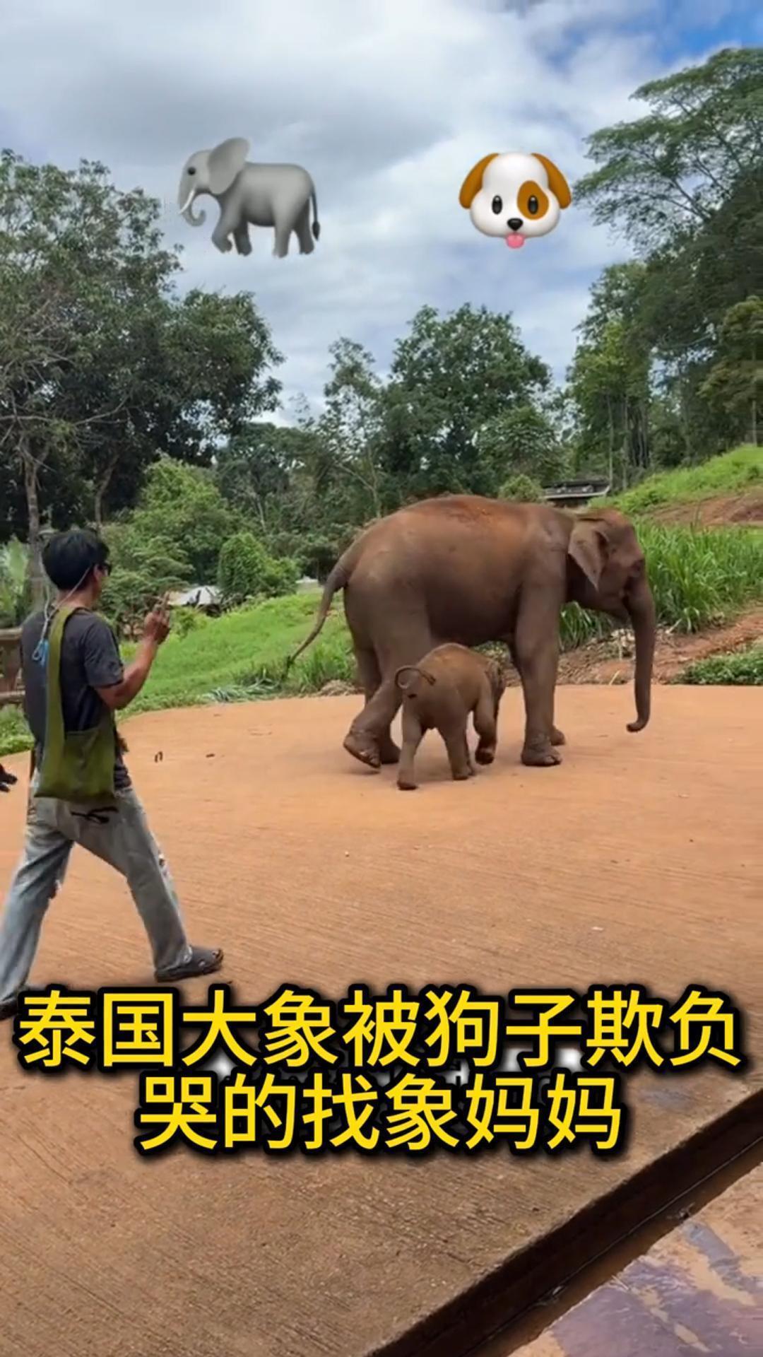 泰国大象被狗子欺负,哭的找象妈妈