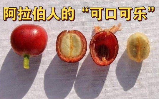 咖啡豆怎么来的?