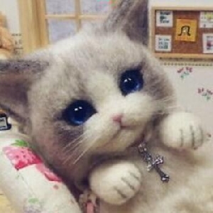 是七只猫吖 