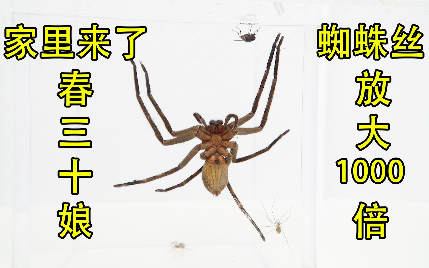 家里来了只超大蜘蛛,放大1000倍看蜘蛛丝,看看蜘蛛长什么样!
