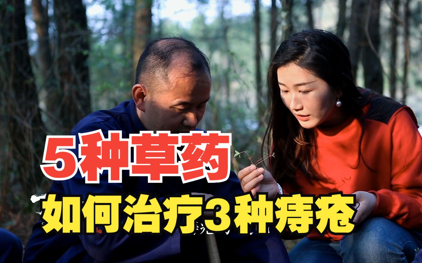 民间中医3代家传方,一种形似马蜂的草根,如何内服外敷治疗痔疮