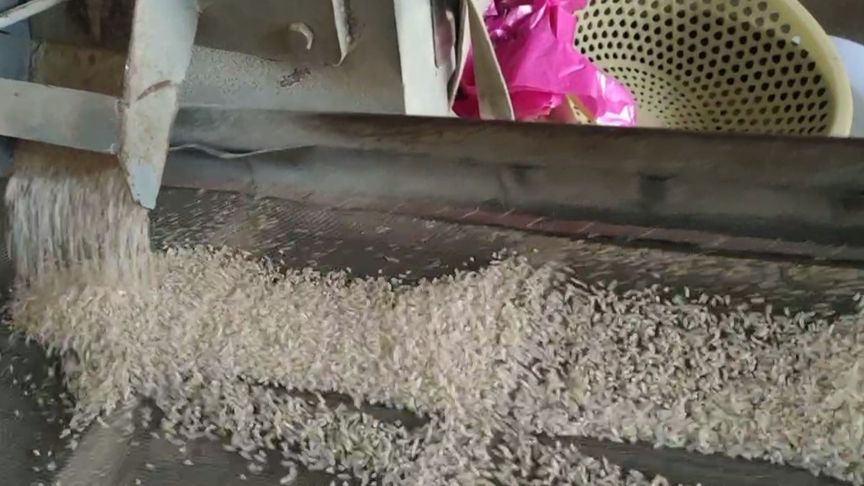 稻谷变成大米,经过几道工序,城里人一看就明白