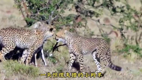 猎豹母亲巧妙设计捕猎课程,小羚羊悲惨沦为生动教材