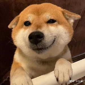 迷茫攻城狮 