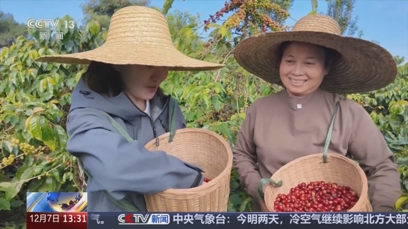 [新闻直播间]冬藏万般味 云南小粒咖啡迎来采摘季