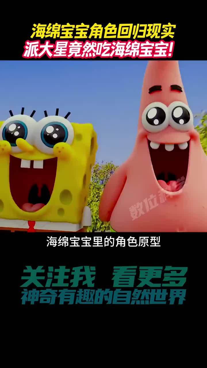 海绵宝宝里的角色,原型都是些什么动物(上)