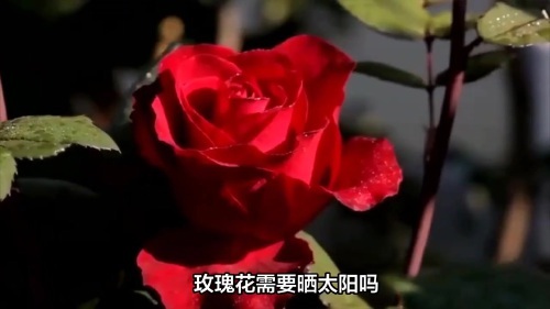 玫瑰花生长秘籍:阳光是不可或缺的能量源